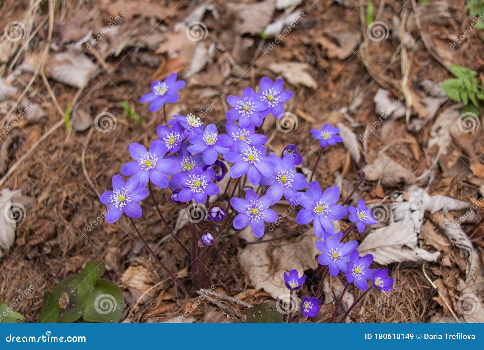 Close Up of a Liverleaf Flower Bunch in Springtime Stock Image - Image ...
