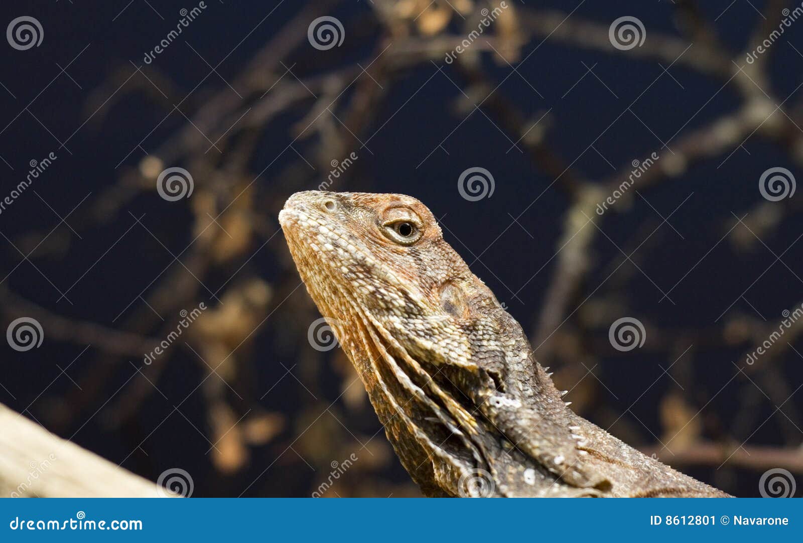 Close up of lizard stock image. Image of neck, staring - 8612801