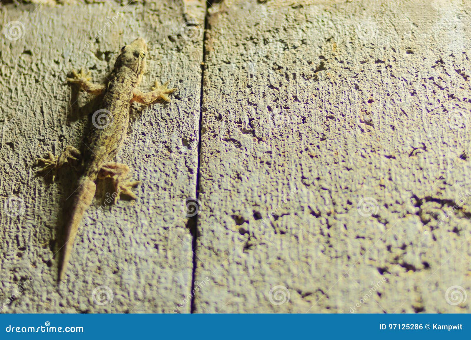 Close Up Lizard on the Brick Wall at Night. Abstract Background Stock ...