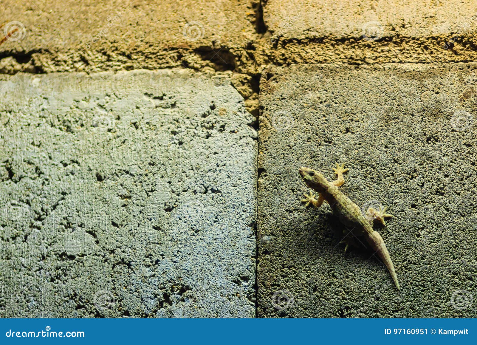 Close Up Lizard on the Brick Wall at Night. Abstract Background Stock ...