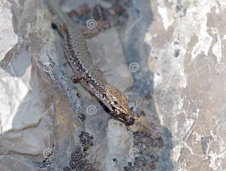 A lizard eats an insect stock photo. Image of natural - 177896162
