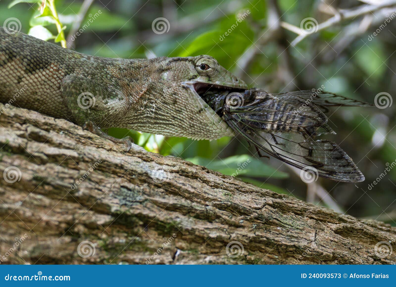 Close-up of Lizard Eating a Cicada on the Tree. Stock Image - Image of ...