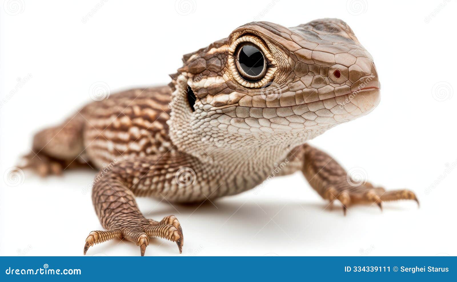 A Close Up of a Lizard with Large Eyes and Big Teeth, AI Stock Image ...