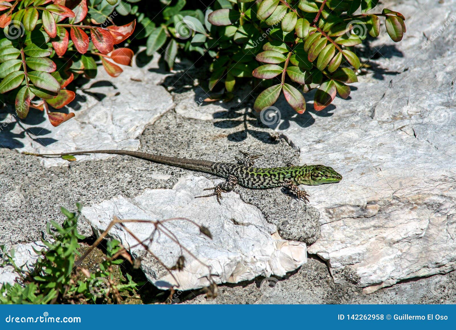 Close Up from a Lizard Over the Rock Stock Photo - Image of close ...