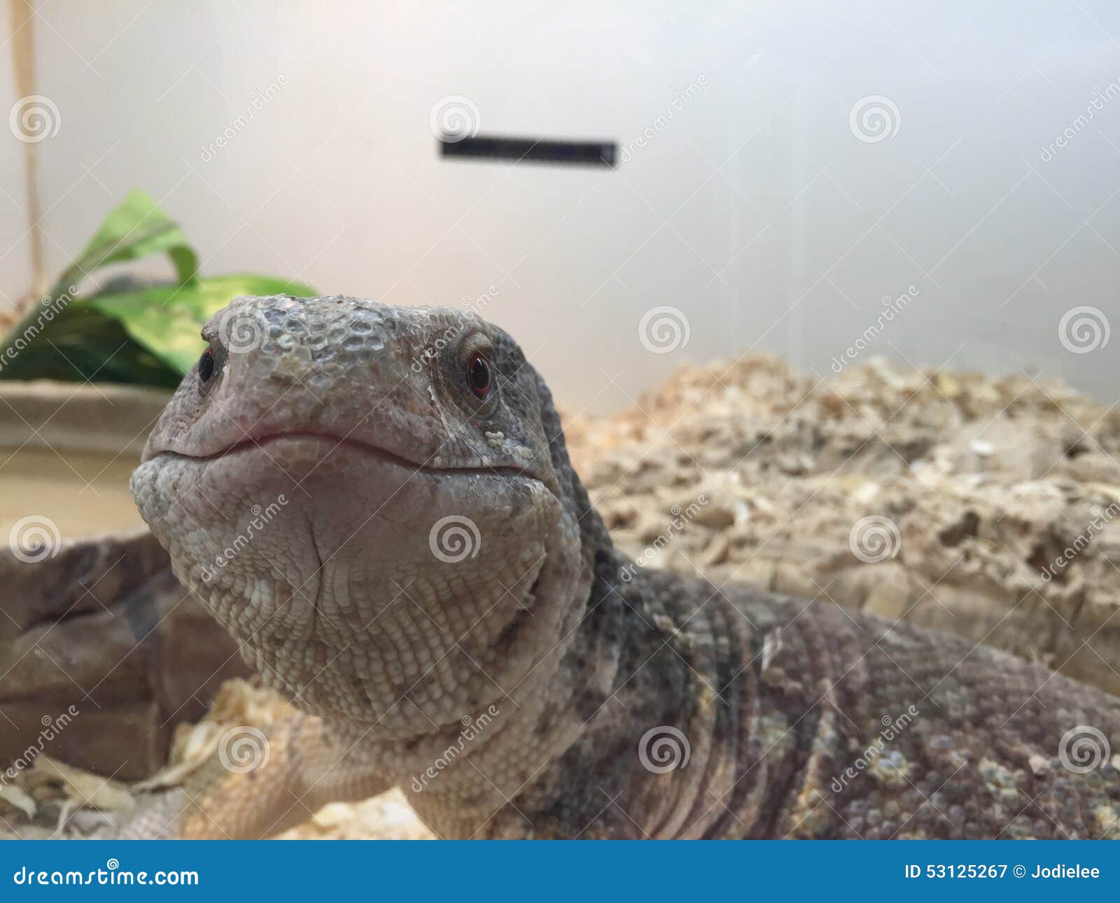 Close Up of Lizard Reptile Pet in Cage Stock Image - Image of eyes ...