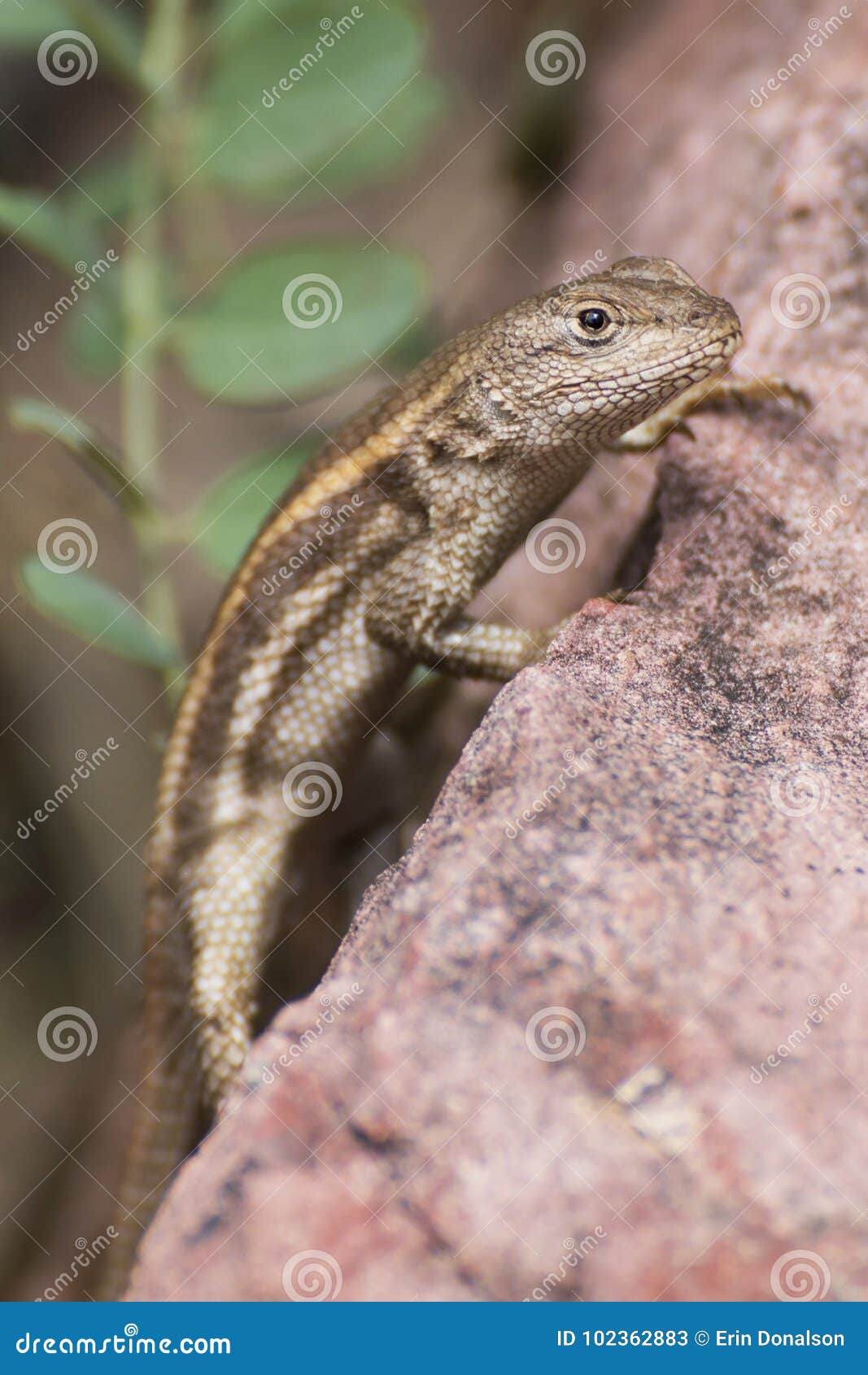 Close Up of Lizard on Rock Staring at Camera Stock Image - Image of ...