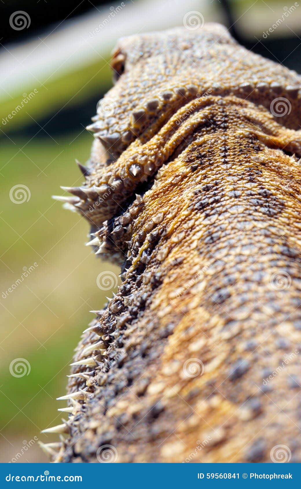 6,497 Close Lizard Skin Up Photos - Free & Royalty-Free Stock Photos ...