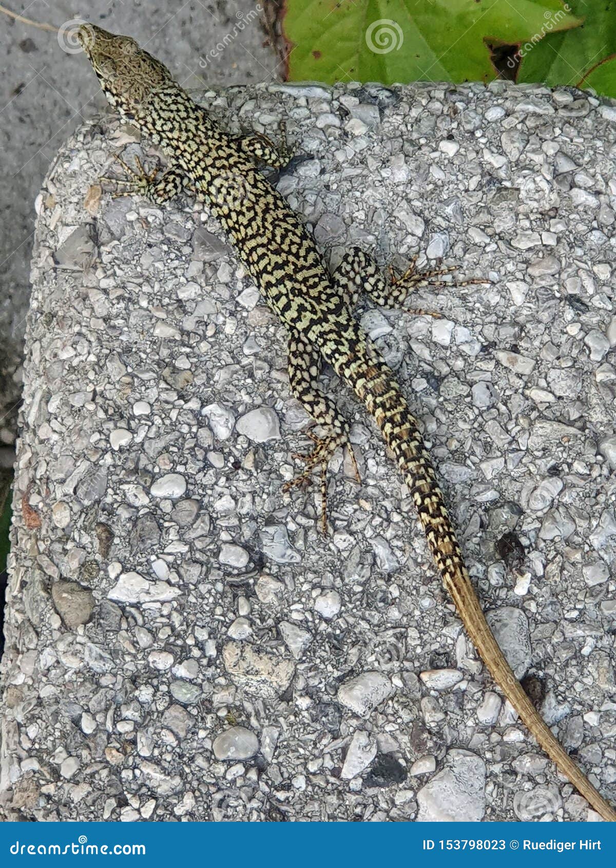 Close Up of a Lizard on a Stone Stock Image - Image of reptile, themes ...