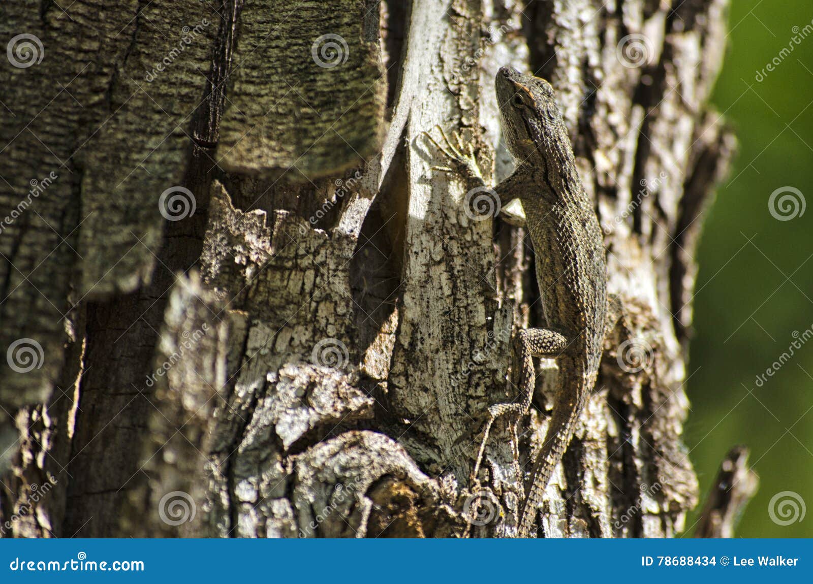Lizard Climbing Tree stock photo. Image of nature, crawl - 78688434