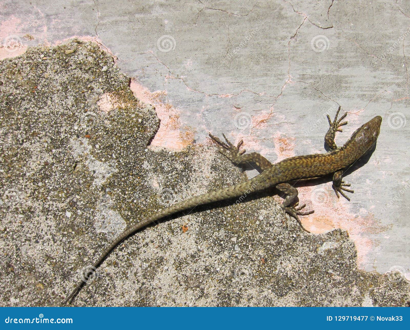 Close Up of Lizard on the Wall Stock Image - Image of color, detail ...