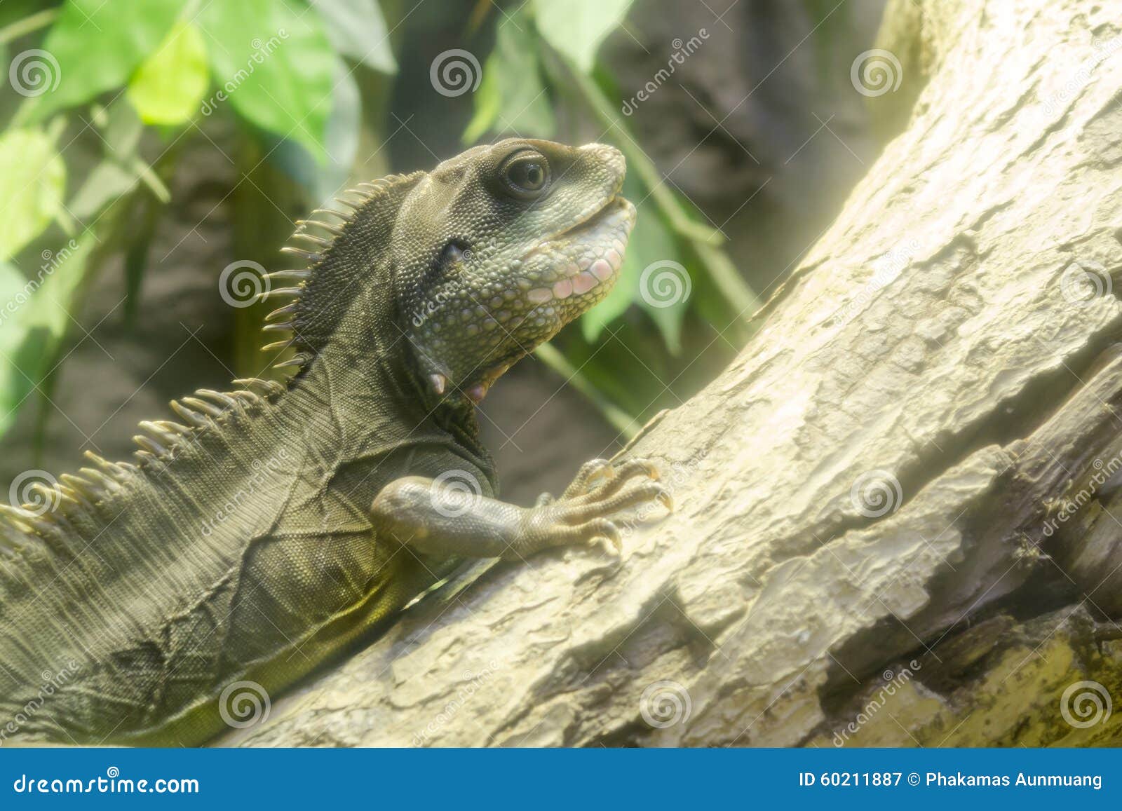 Close up lizard stock image. Image of lizard, close, vertebrate - 60211887