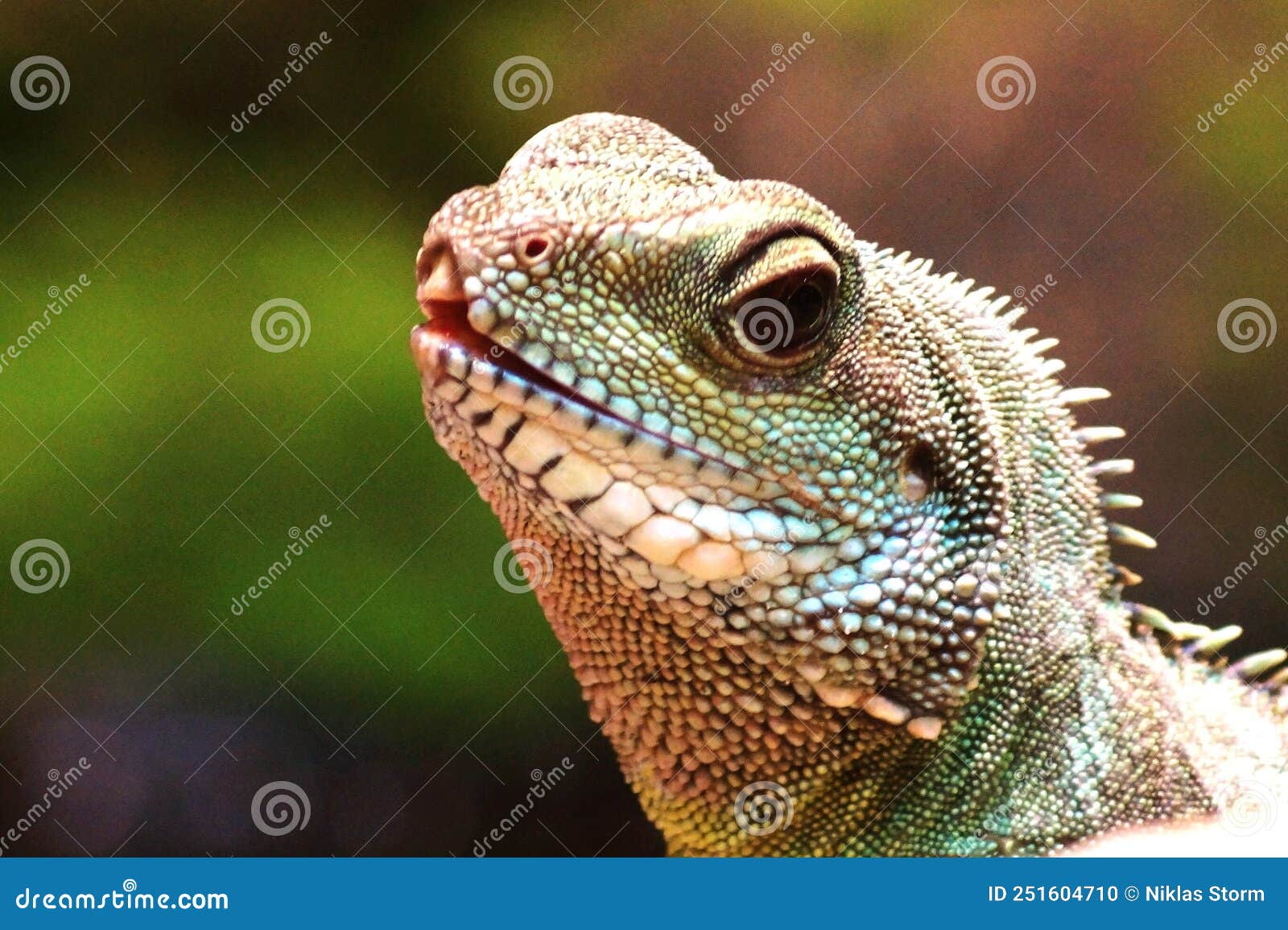 Close up of a LIZZARD stock photo. Image of animal, frog - 251604710