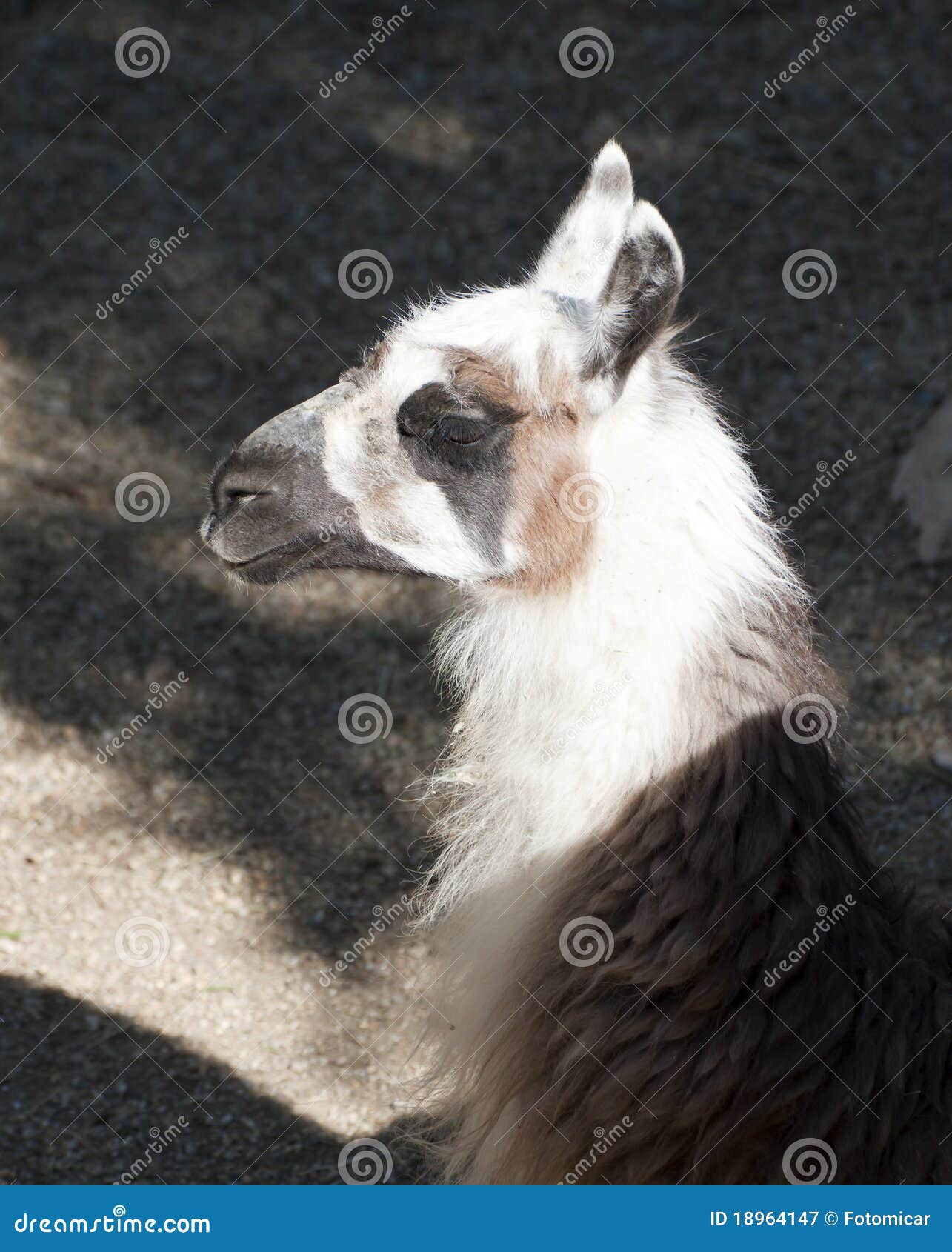 Close up of a Llama stock image. Image of curved, long - 18964147