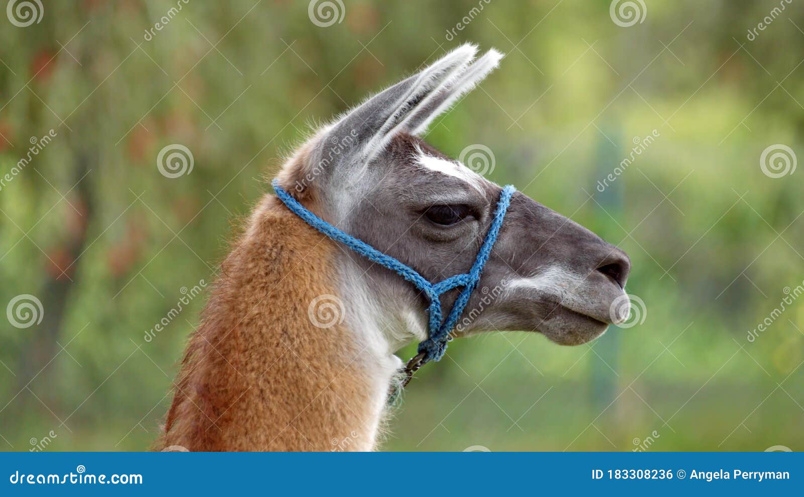 Close up of a llama stock photo. Image of cotacachi - 183308236