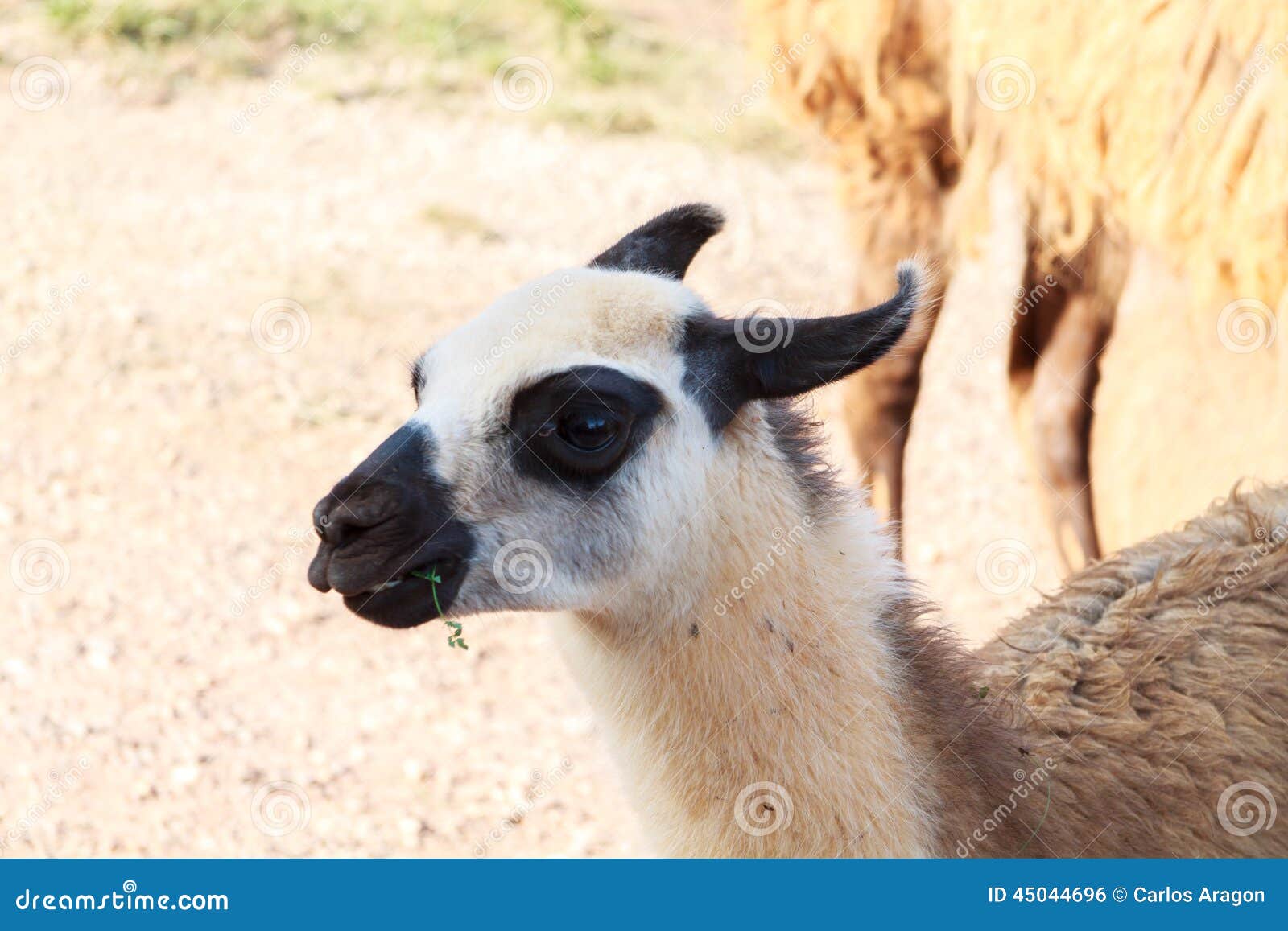 Close up of a llama stock photo. Image of creature, hair - 45044696