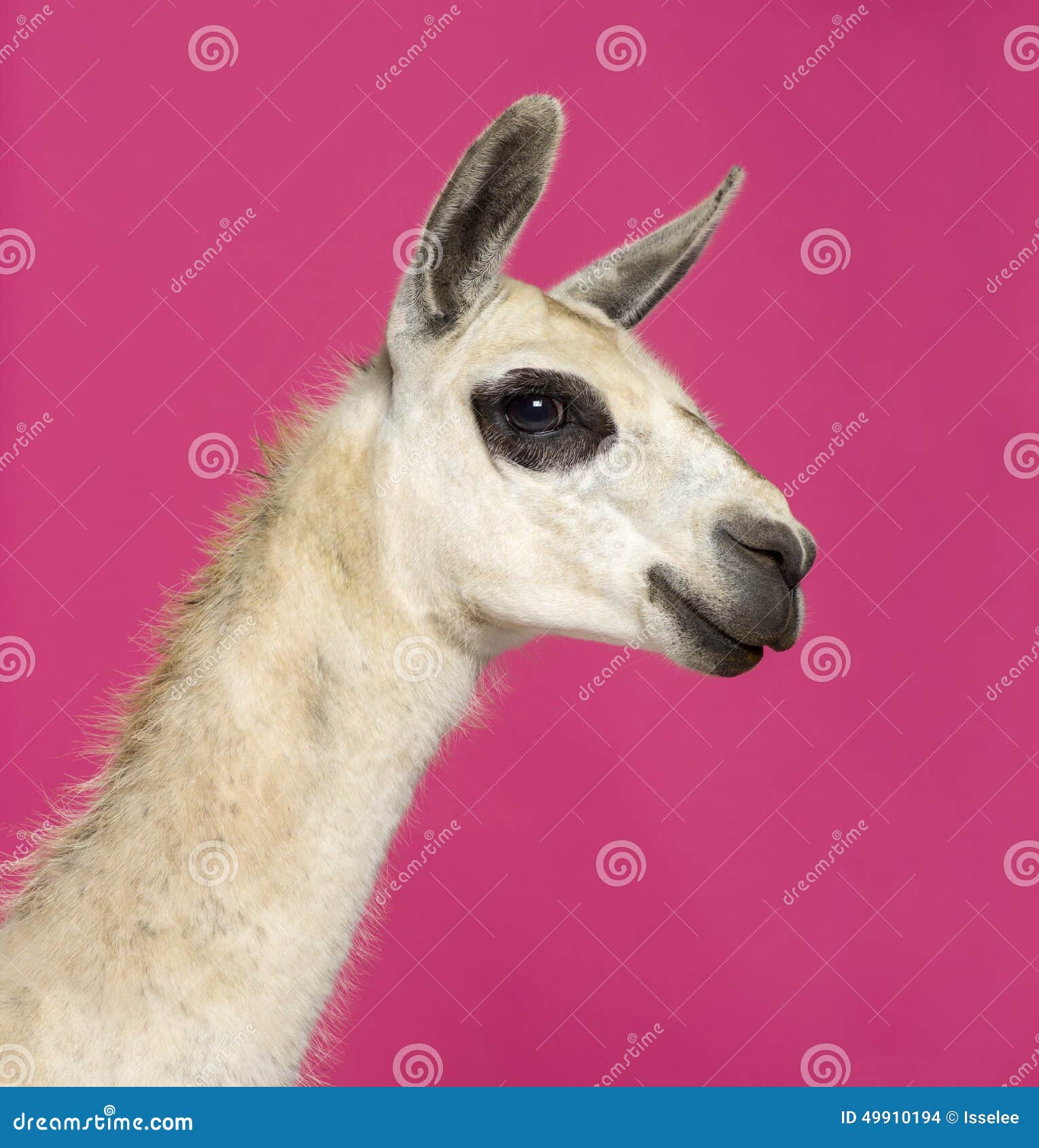 Close-up of a Llama in Front of a Pink Stock Photo - Image of happy ...