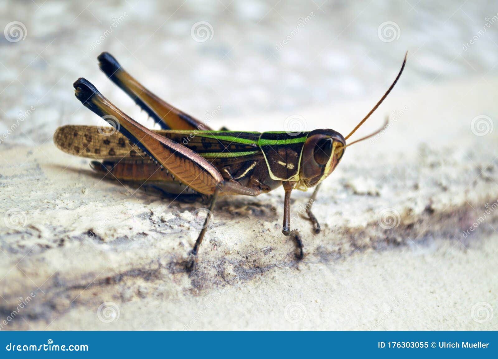 Close-up of a Locust stock image. Image of brown, antenna - 176303055
