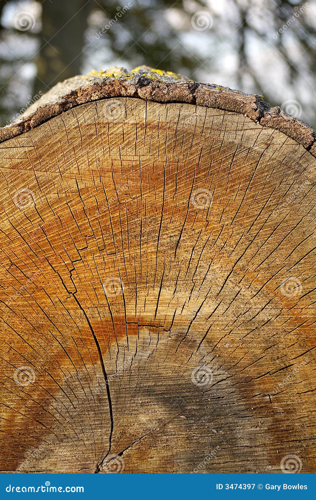 Close-up of a Log stock image. Image of close, trunk, grain - 3474397