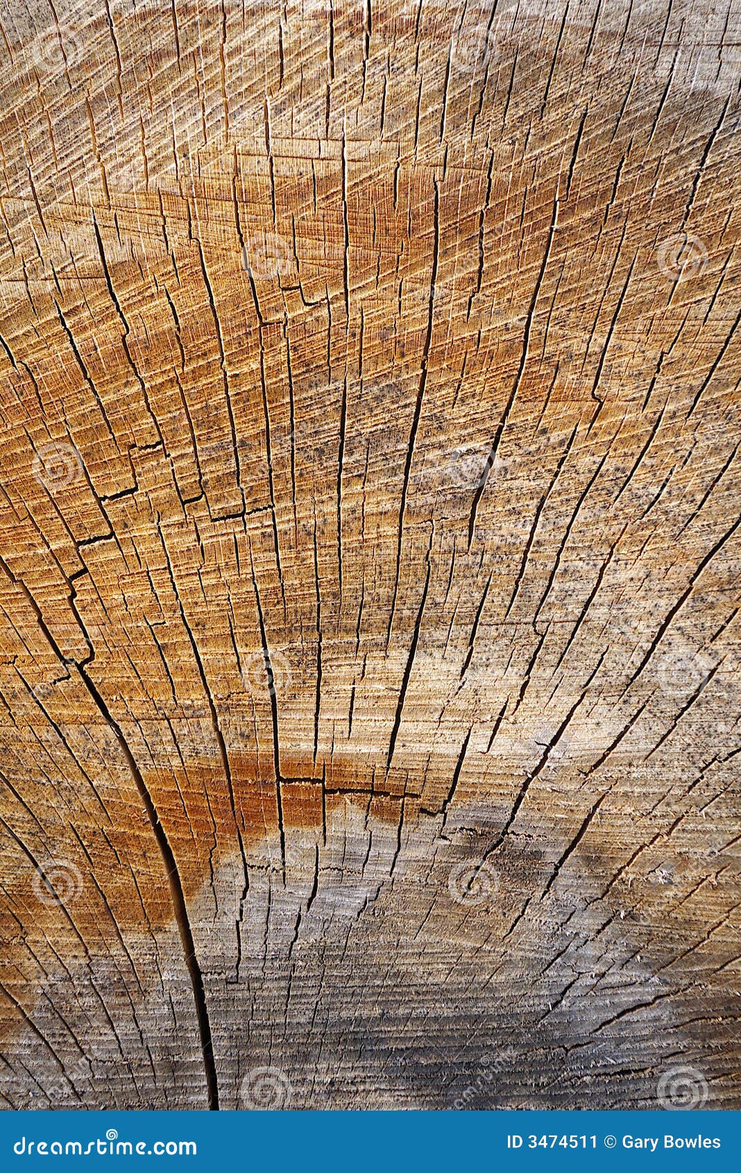 Close-up of a Log stock image. Image of tree, wood, stump - 3474511