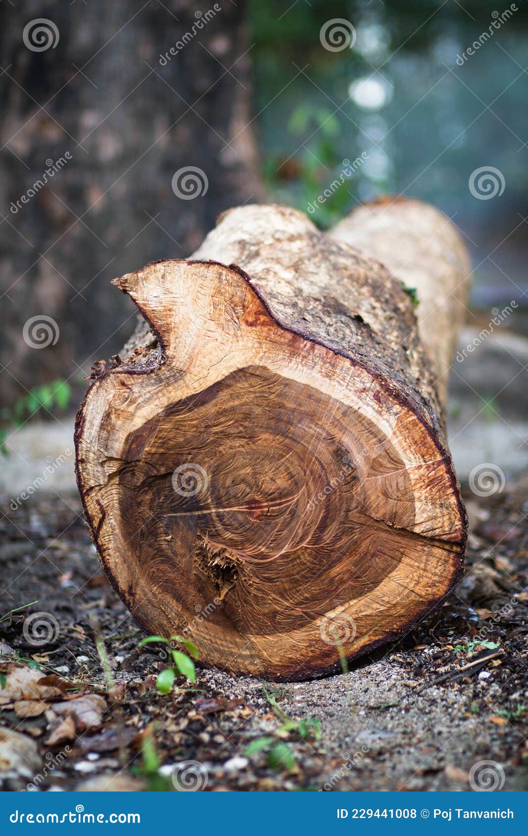 Close-up of Log Against Blur Background Stock Photo - Image of branch ...