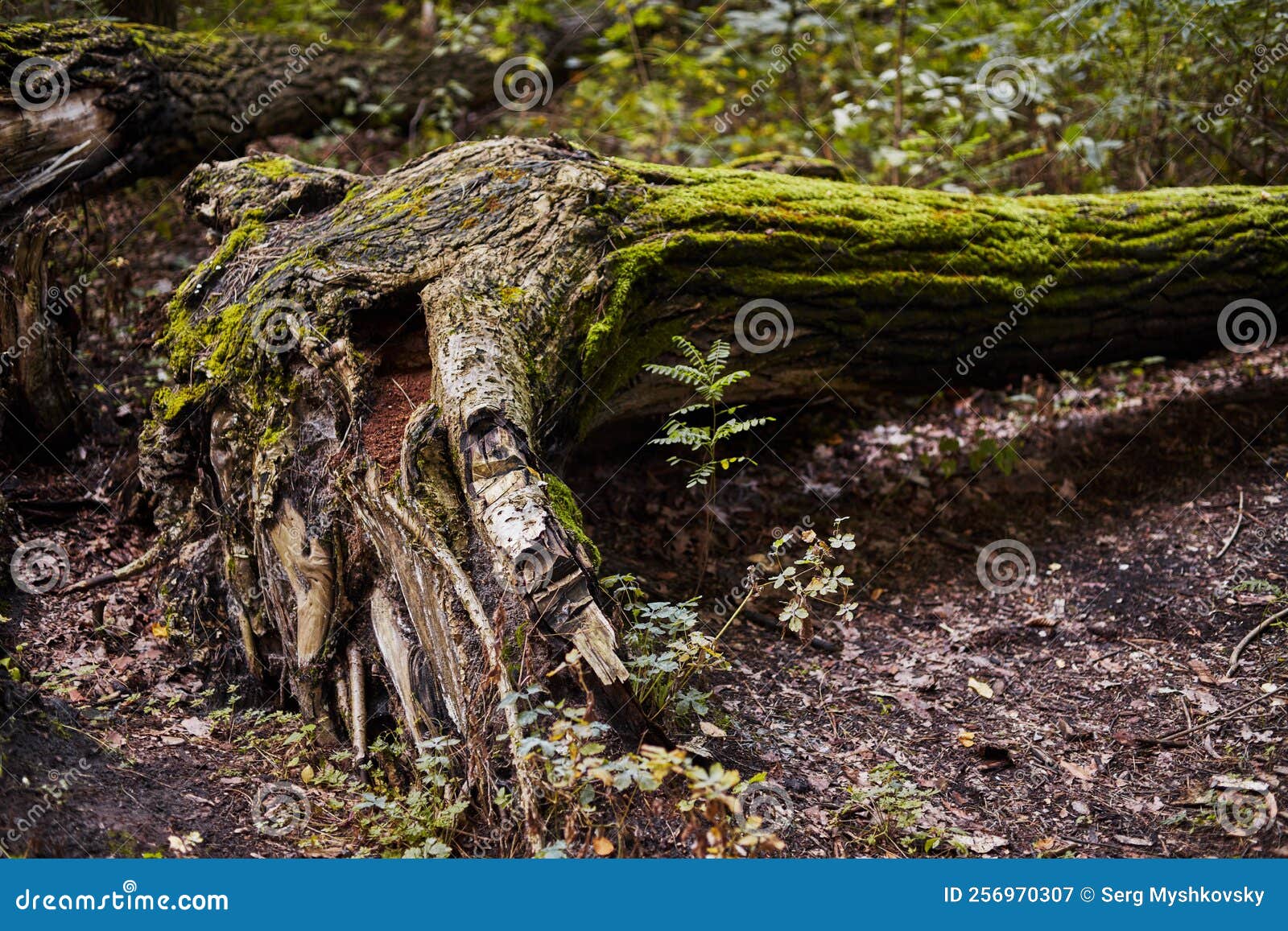 Close-up of a Log with Moss in a Deciduous Forest Stock Image - Image ...