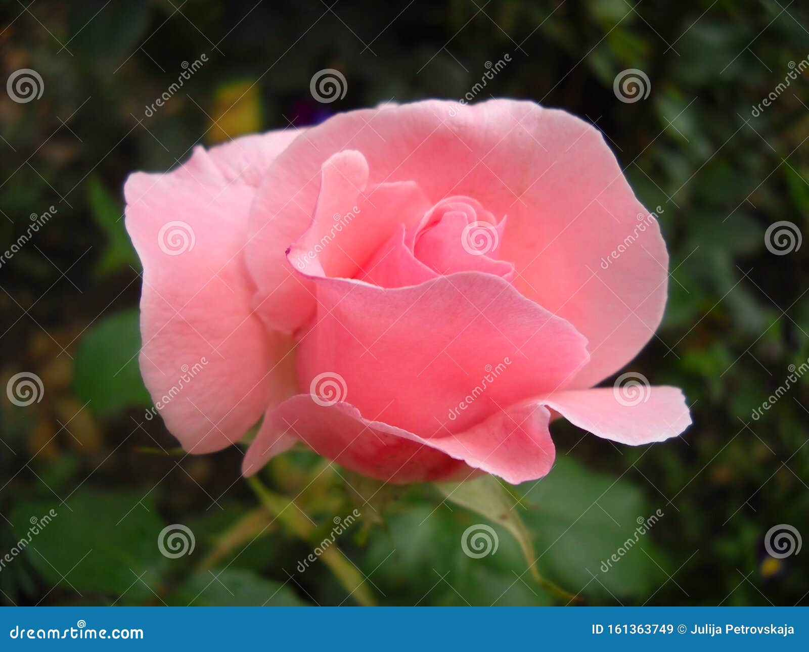 Close-up of a Lonely Pink Rose. Rose Opened from the Bud. the Rose is ...
