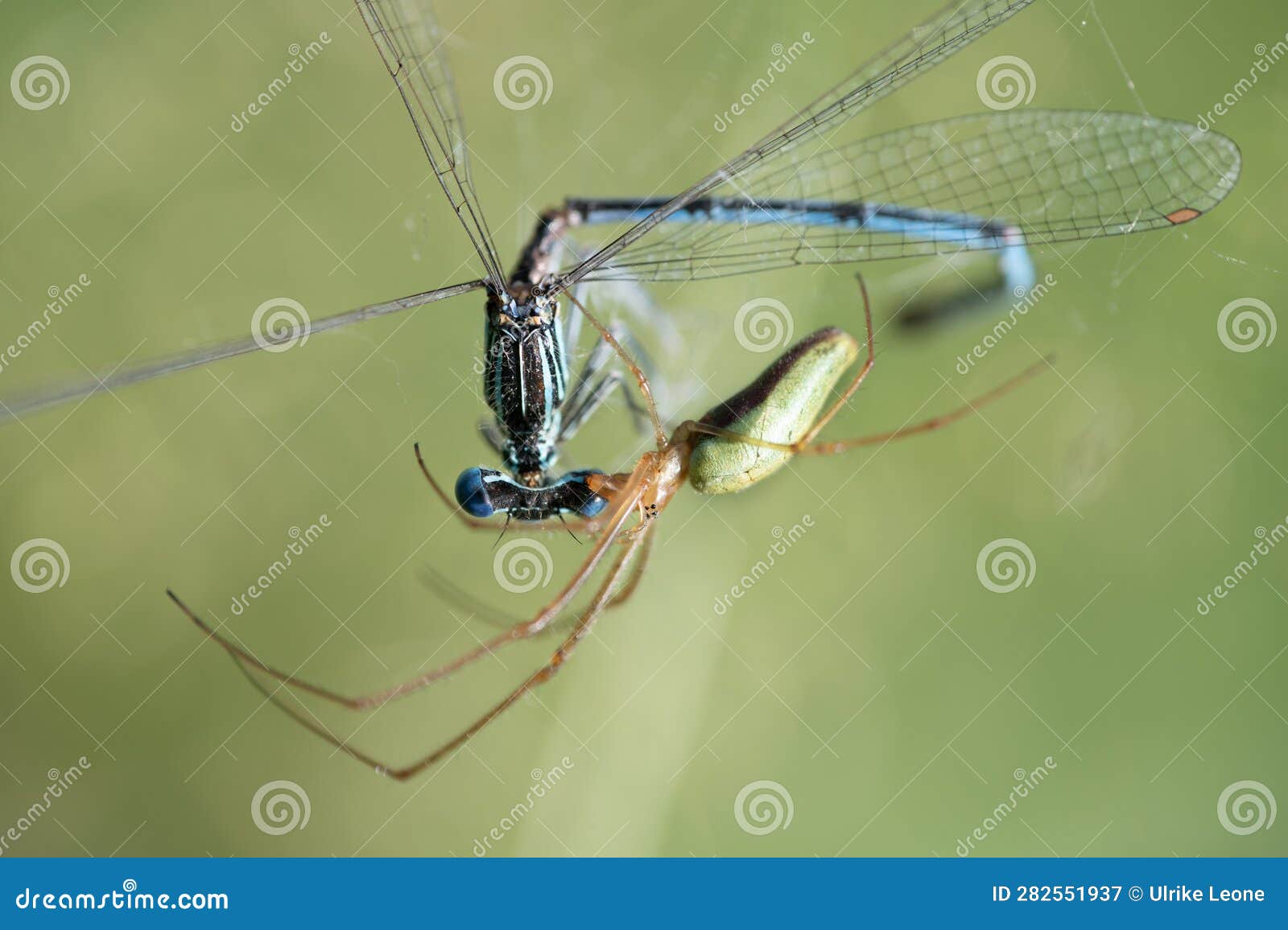 Close-up of a Long-armed Green Spider that Has Caught a Blue Feathered ...