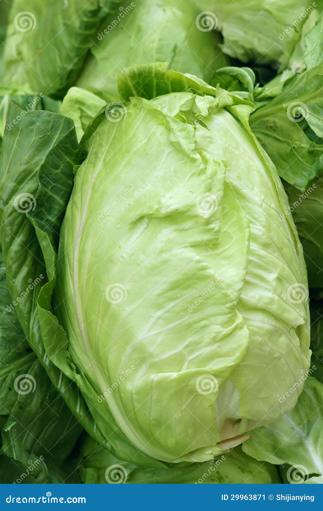 Cabbage stock image. Image of aliment, greenstuffs, long - 29963871