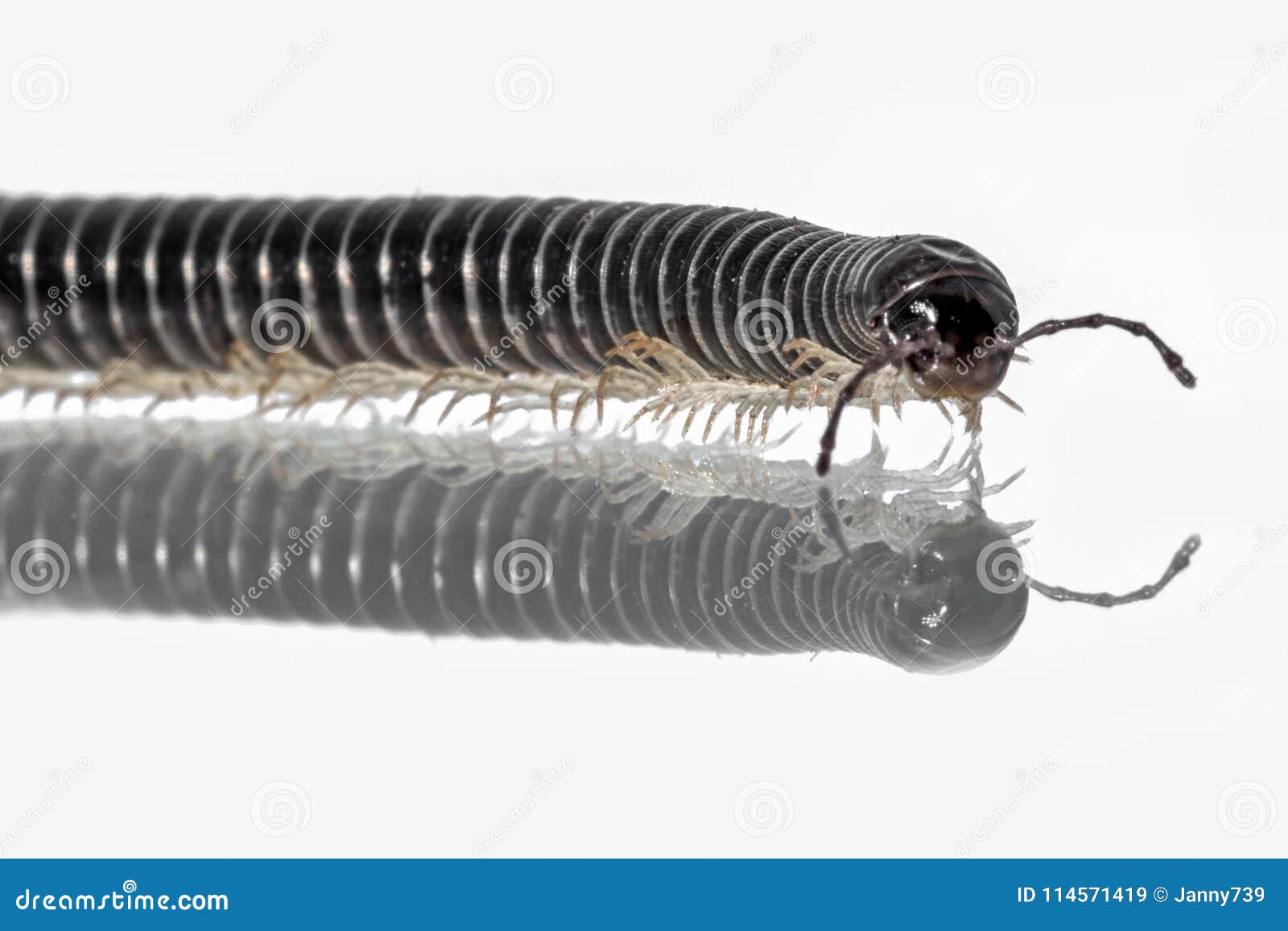 Close-up of a Long, Crawling Black Centipede Stock Image - Image of ...
