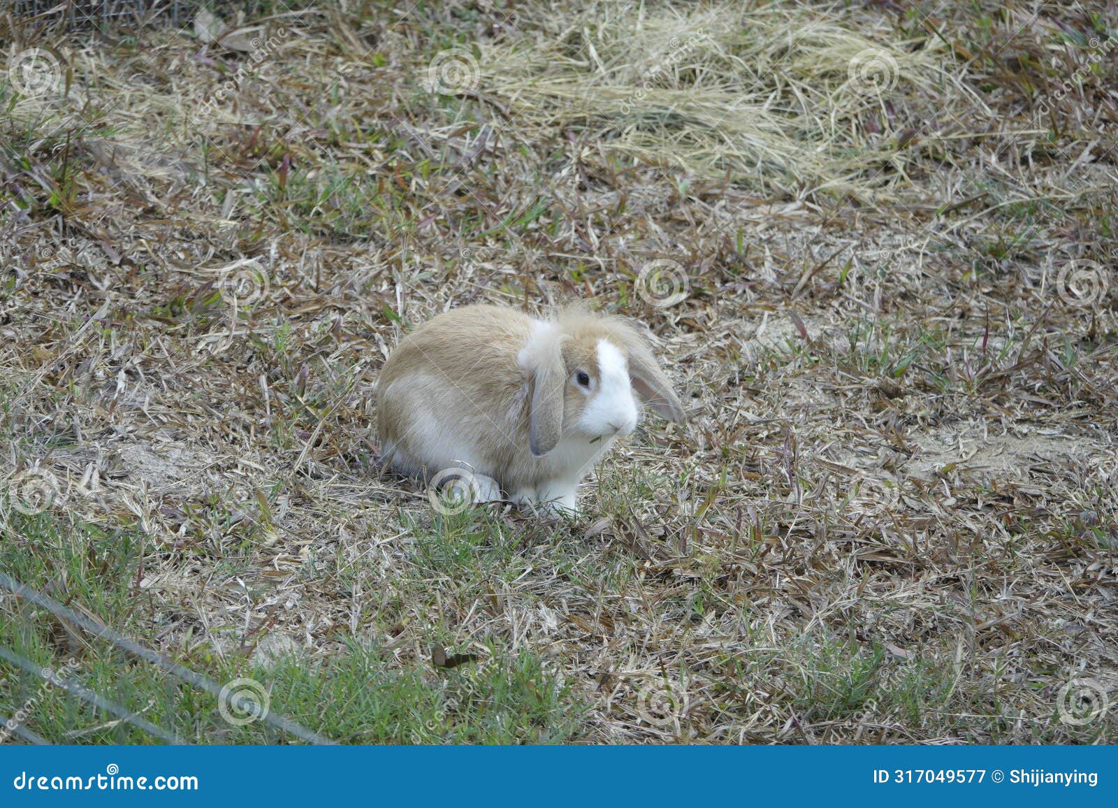 Long eared rabbit stock image. Image of eared, rabbit - 317049577