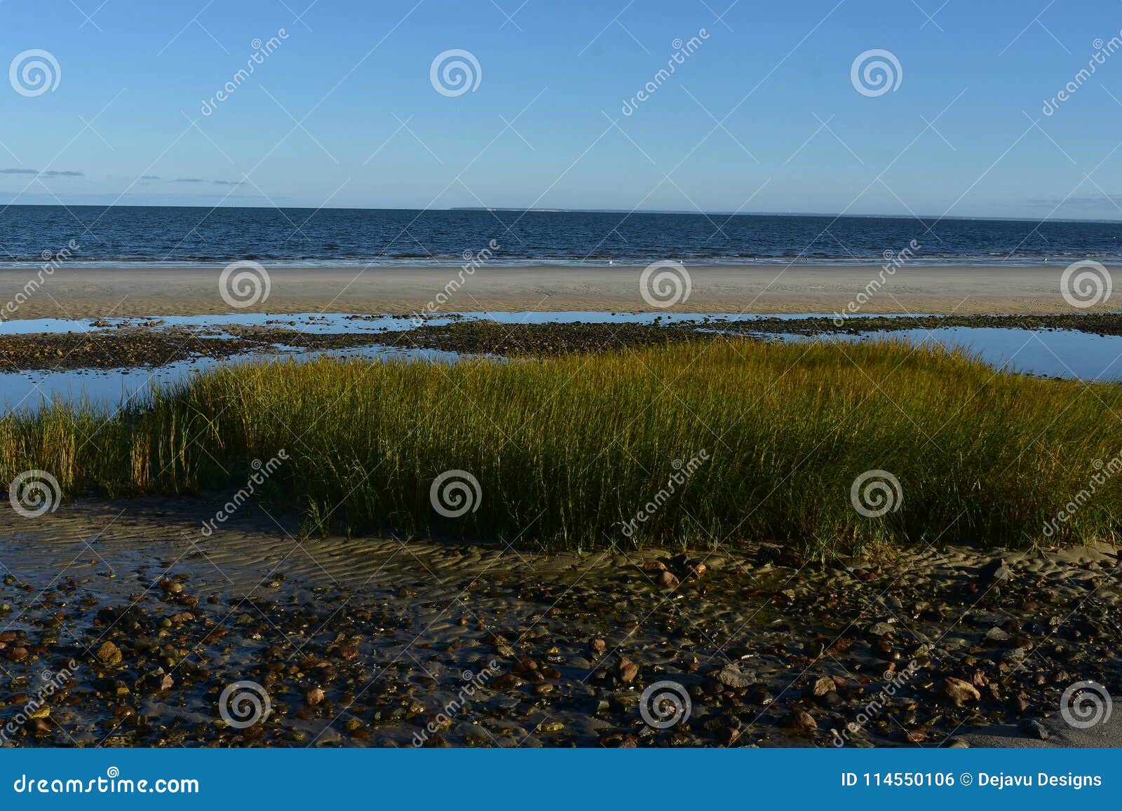 Close Up on Long Green Beach Grass on the Cape Stock Photo - Image of ...