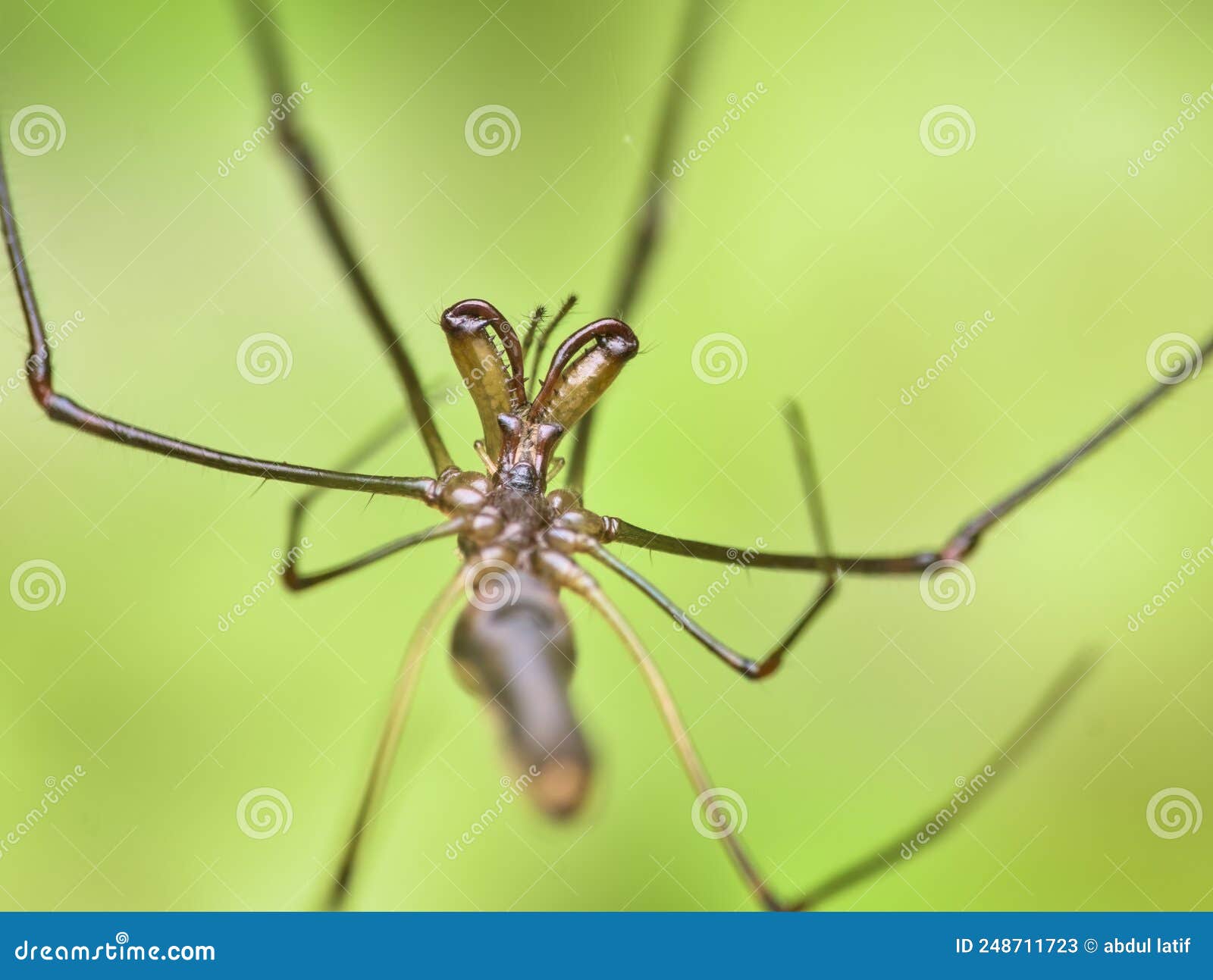 Close Up Long Jawed Orb Weaver Spider on the Web Stock Image - Image of ...