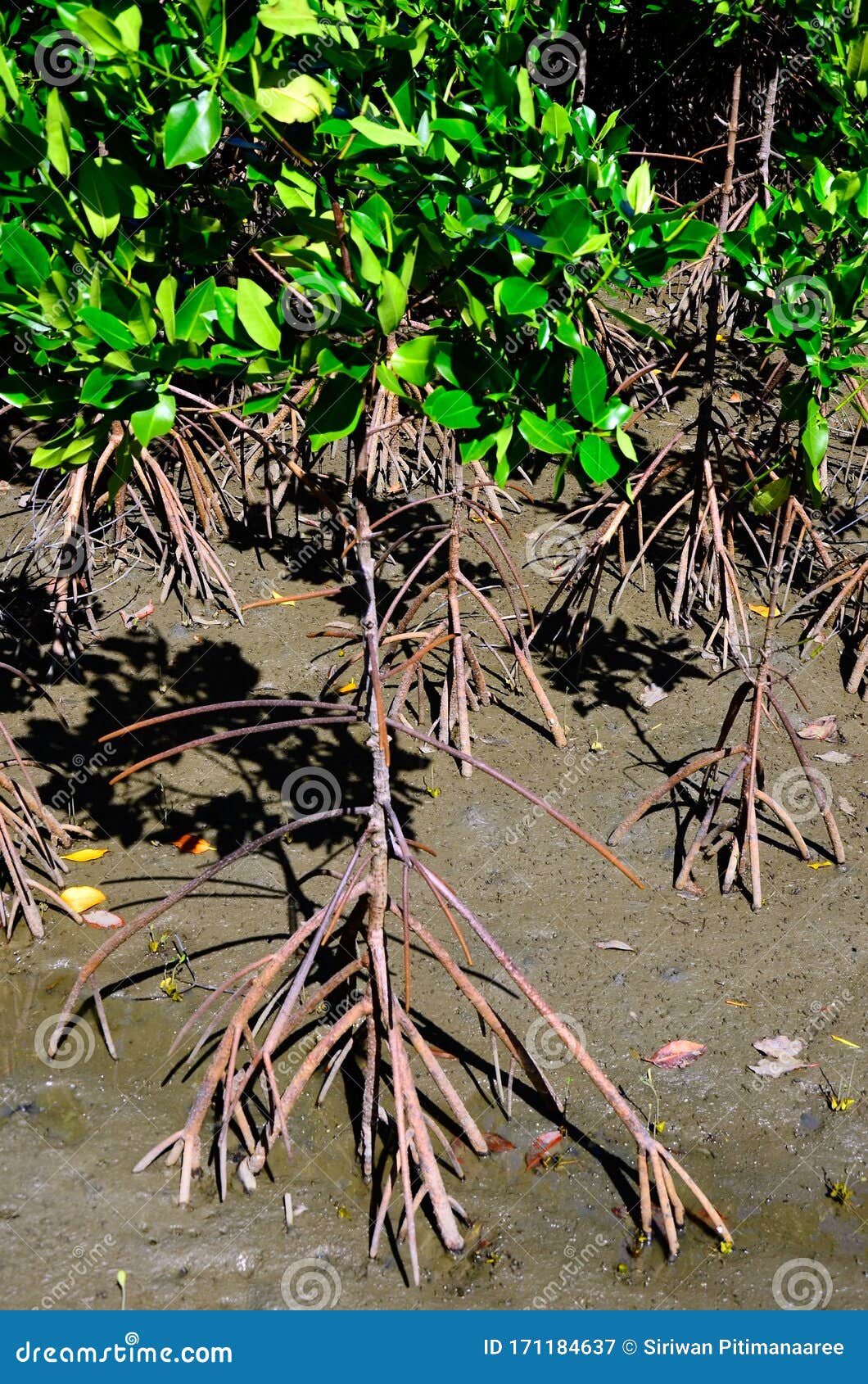 Close Up of Long Mangrove Tree Roots. Stock Image - Image of trees ...