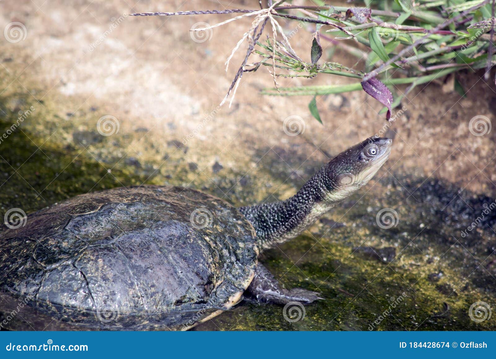This is a Close Up of a Long Neck Turtle Stock Photo - Image of turtle ...