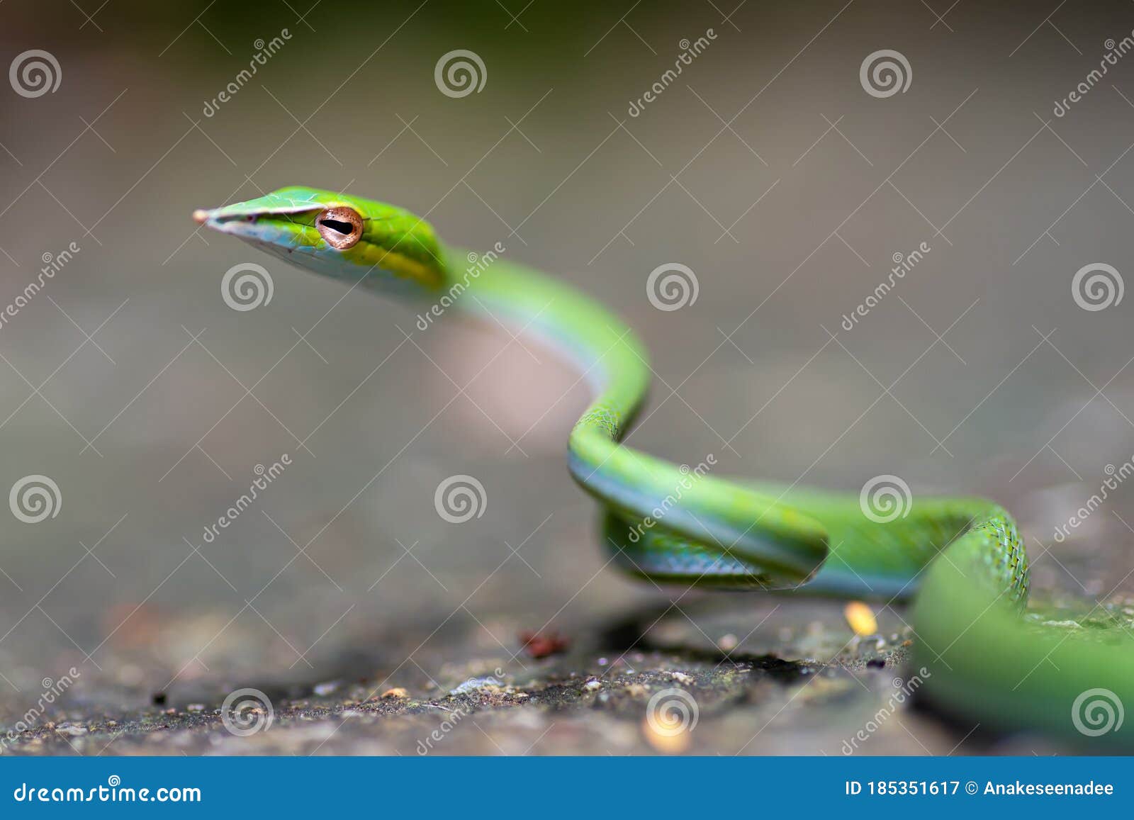 Close Up Long-nosed Whip Snake in Nature Stock Image - Image of vine ...