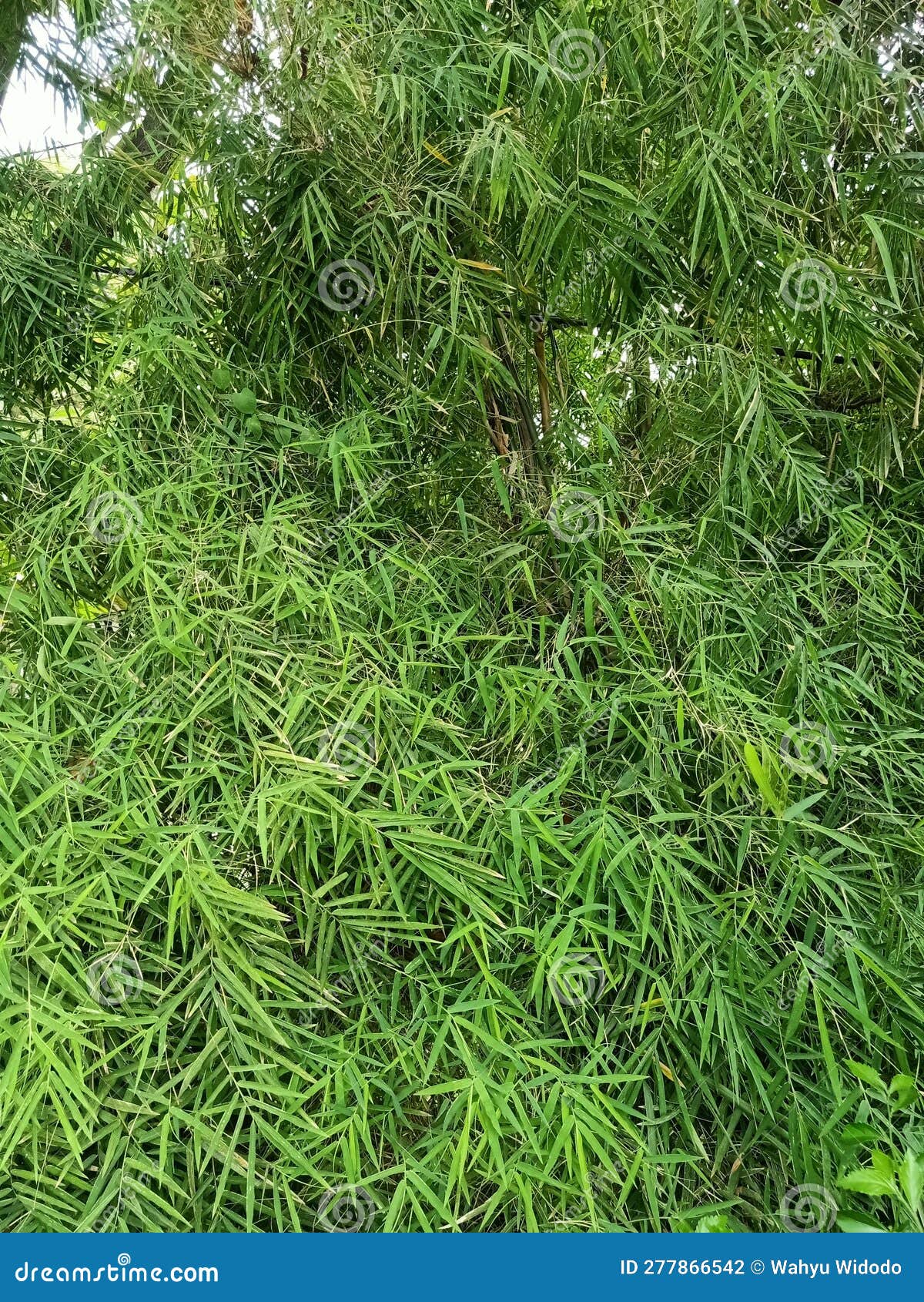 Close Up of Long-sheath Bamboo Plant Stock Photo - Image of equisetum ...