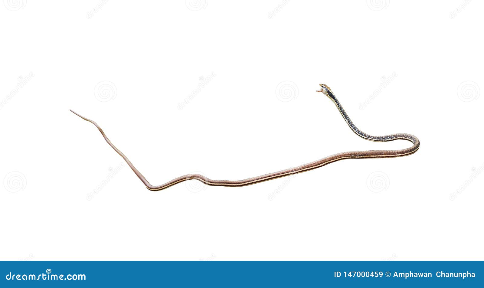 Long Big Snake Laying On A Tree Branch Covered With Leaves Stock Photo ...