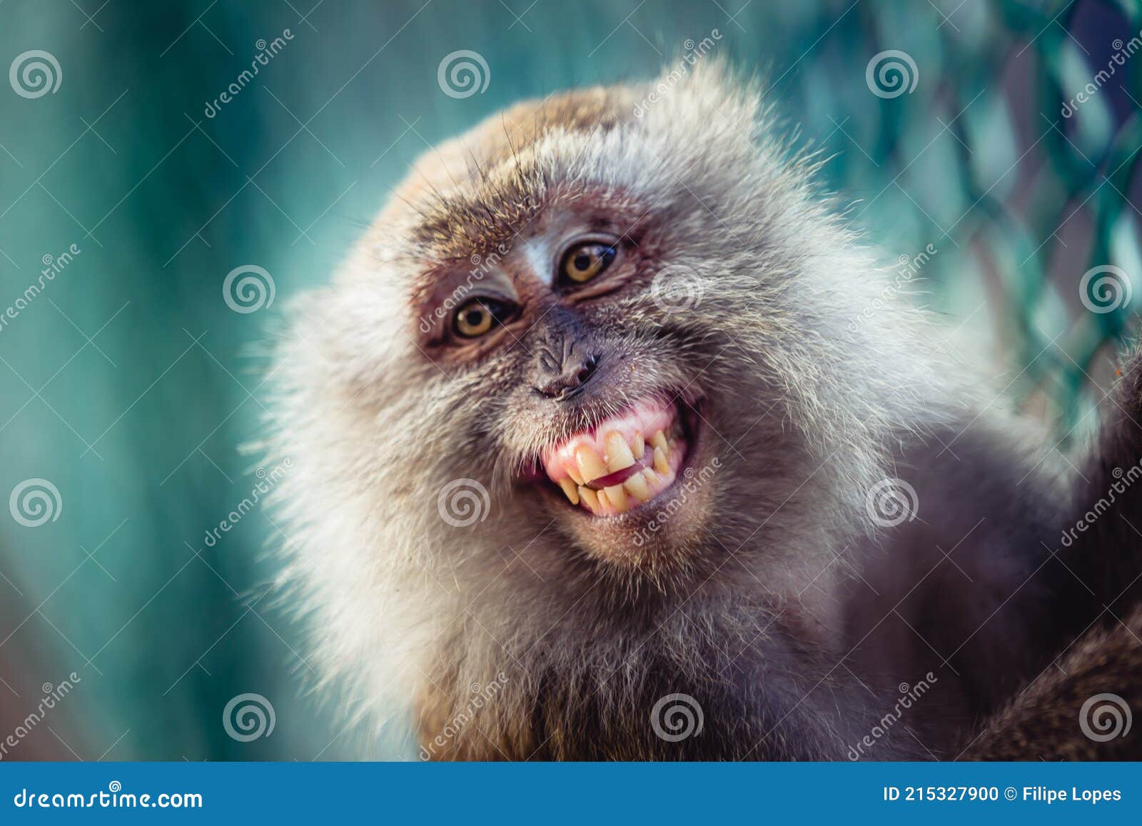 Close-up of One Monkey Smiling Stock Photo - Image of cheerful, asia ...