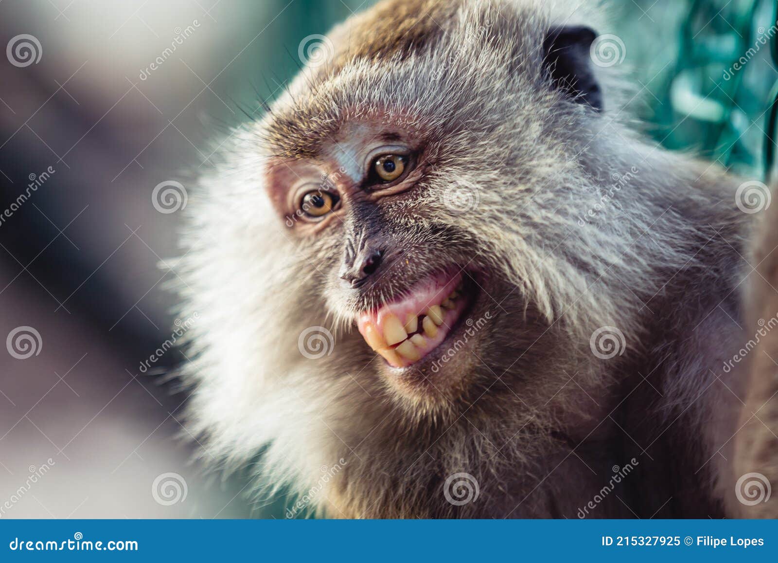 Close-up of One Monkey Smiling Stock Image - Image of happiness ...