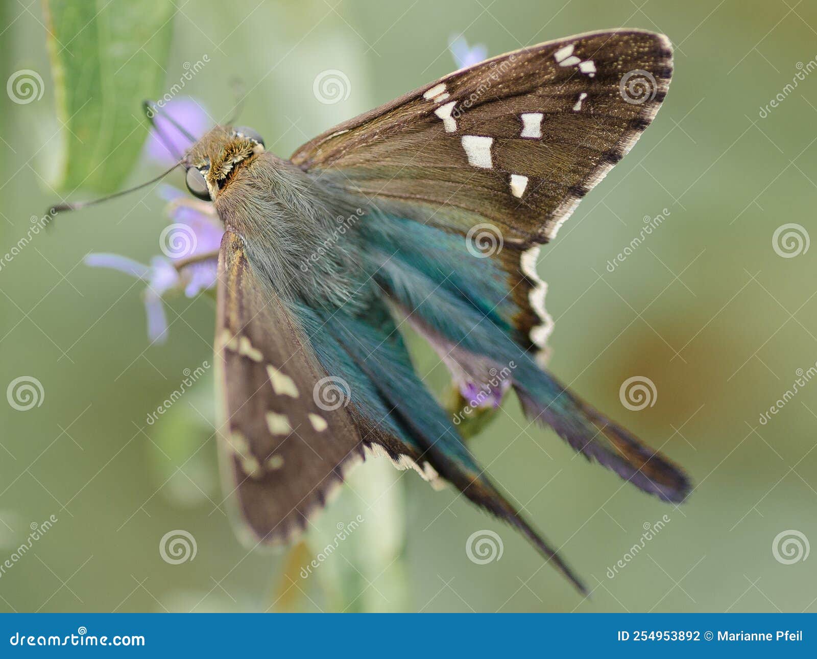 Close-up of a Long-tailed Skipper Butterfly with Its Wings Spread ...