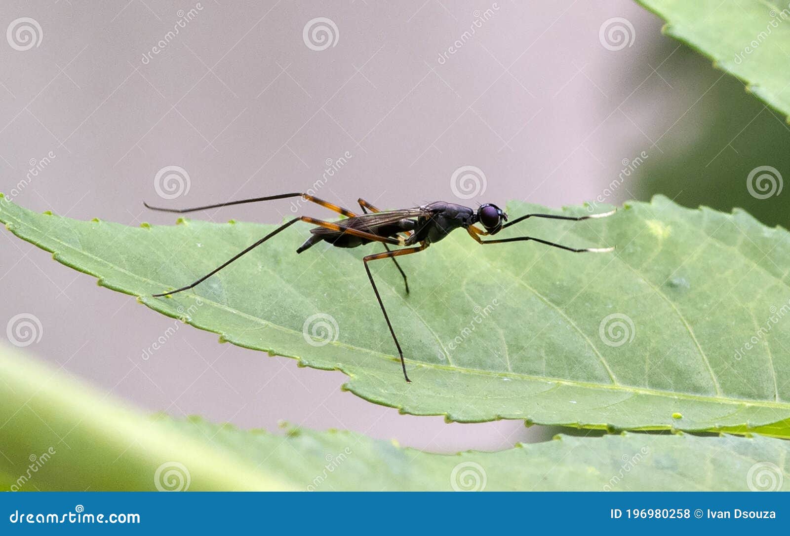 Close-up of a Long Thin Insect on a Leaf Stock Photo - Image of color ...