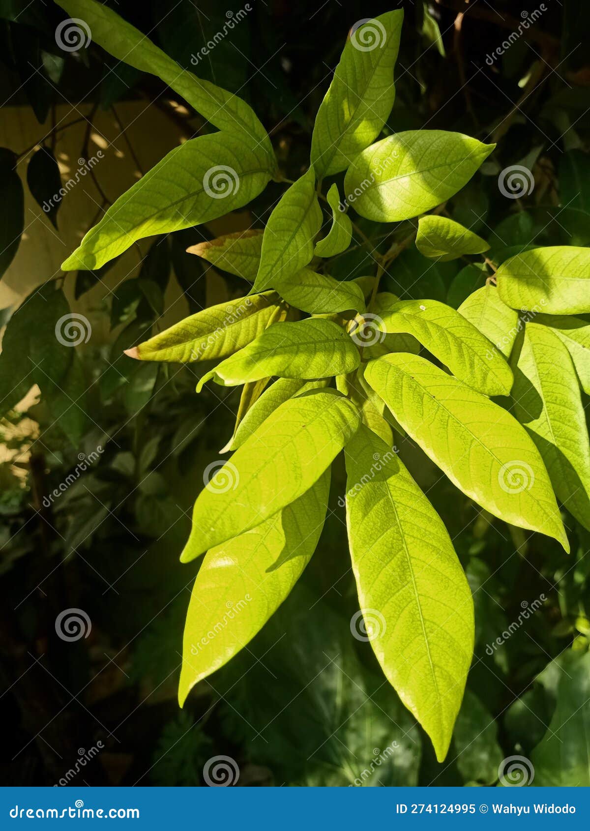 Close Up of Longan Eyeball Tree Plant Stock Image - Image of evergreen ...