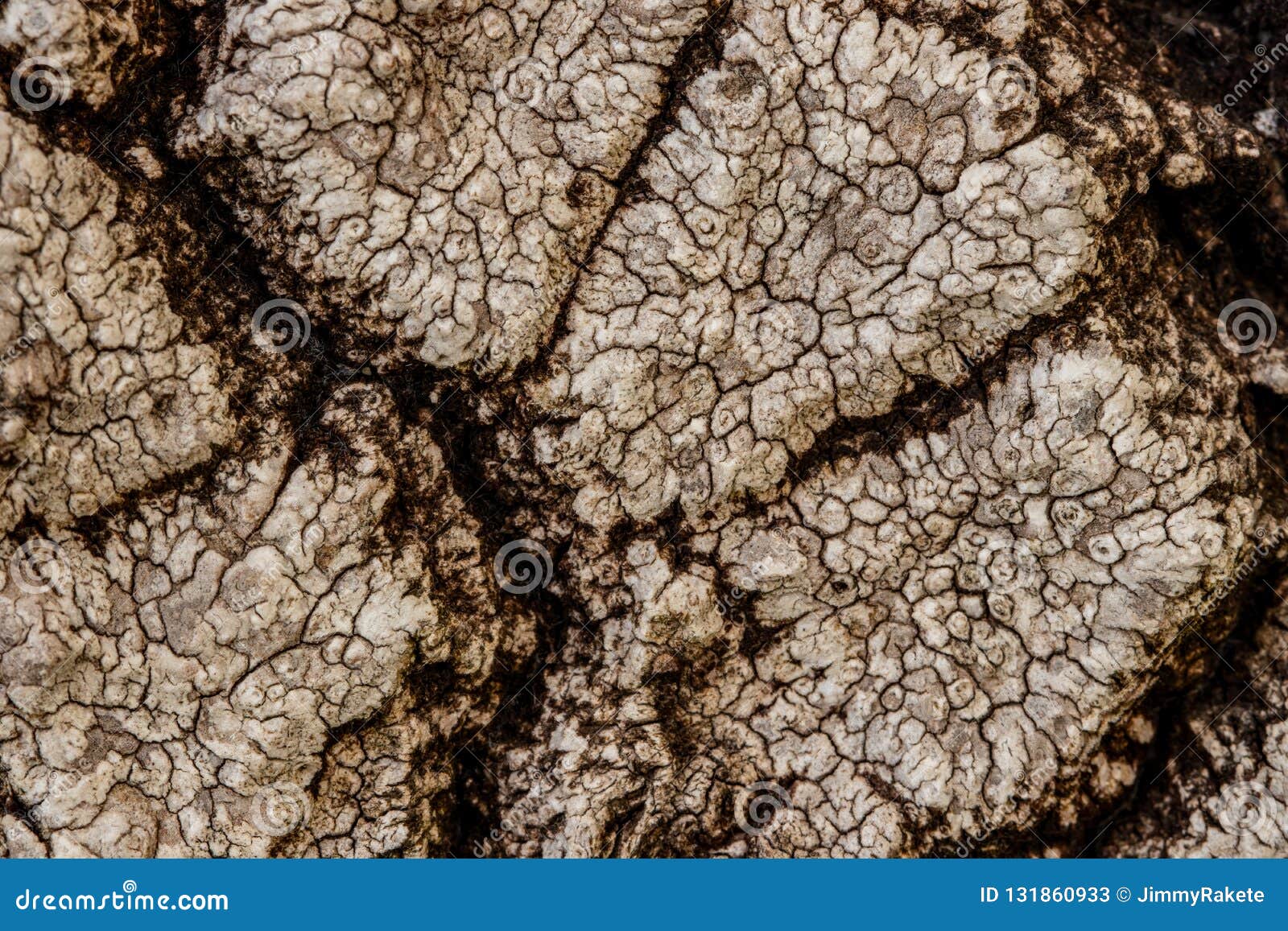 Aged Bark Tree, Lichen Symbiosis, Algae Background Royalty-Free Stock ...