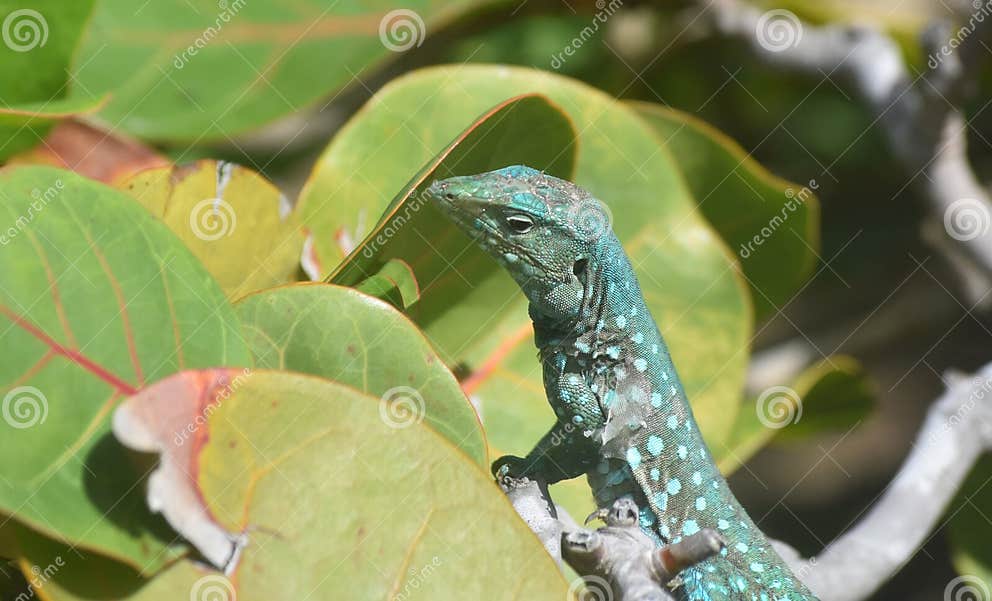 Close Up Look at a Blue Whiptail Lizard Stock Photo - Image of aruba ...