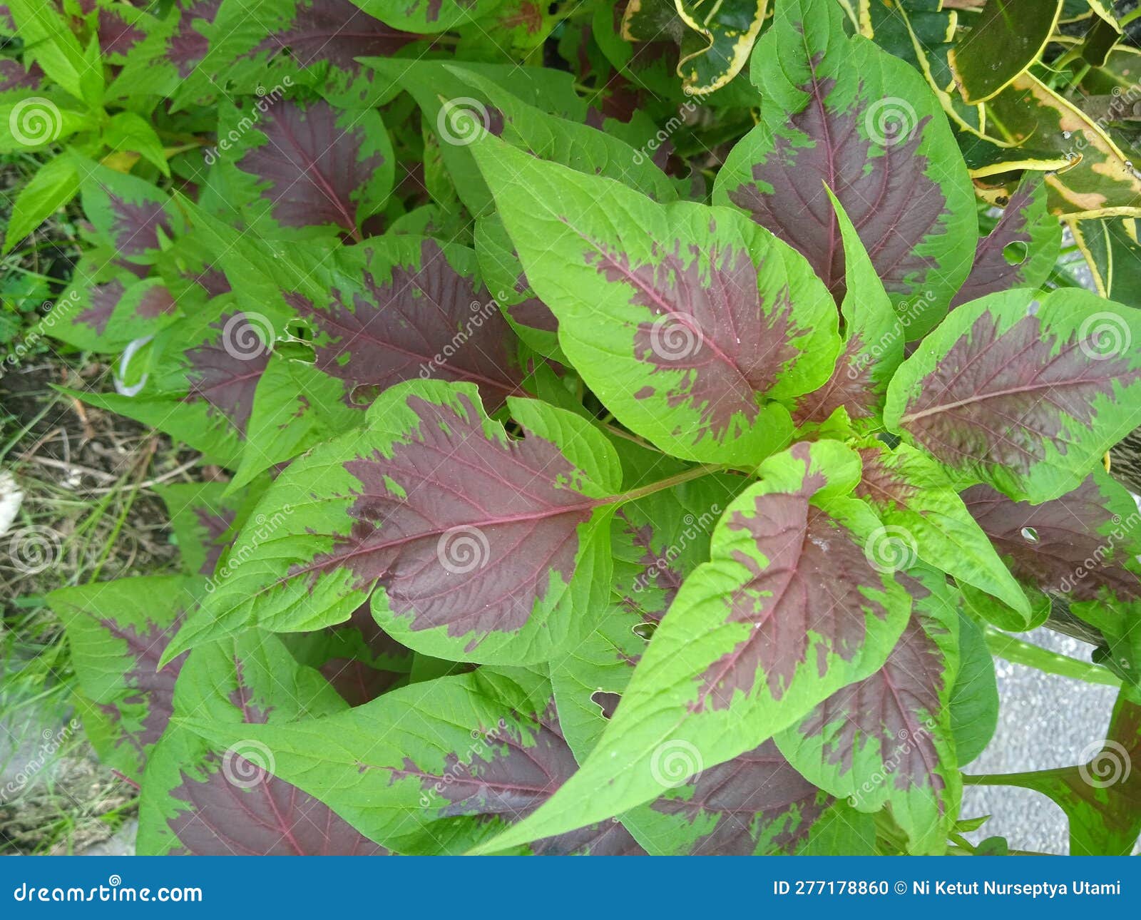 Close Up Look of Celosia Argentea Leaves Stock Photo - Image of produce ...