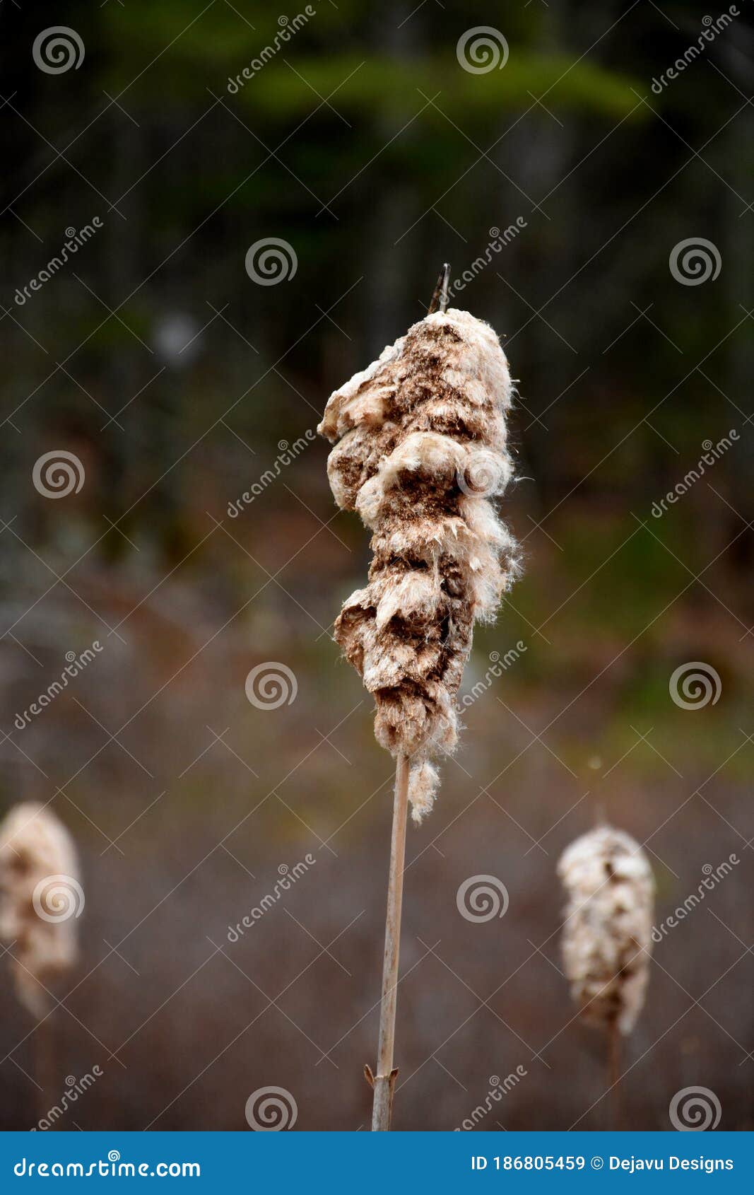 Close Up Look a Common Bulrush in a Wetland Marsh Stock Image - Image ...