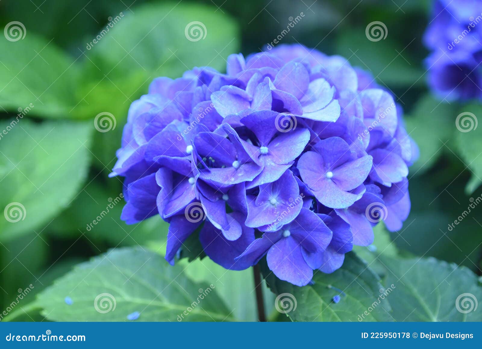 Close Up Look at a Deep Blue Hydrangea Bush Stock Photo - Image of ...