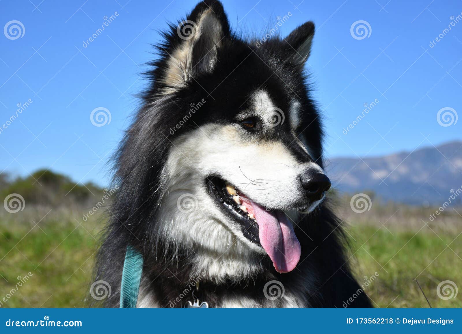 Close Up Look at the Face of an Alusky Dog Stock Photo - Image of ...