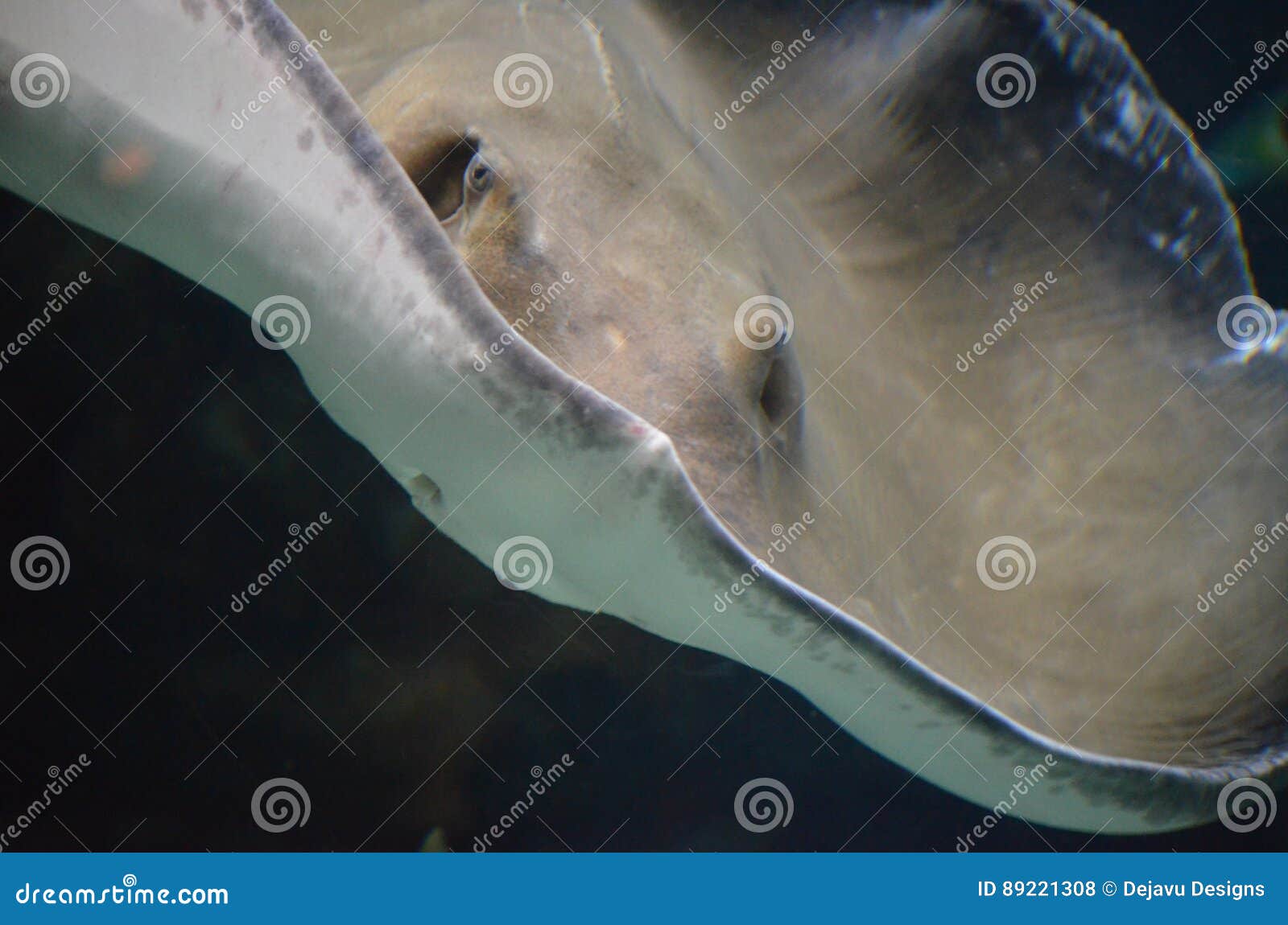A Close Up Look at the Face of a Stingray Stock Photo - Image of deep ...