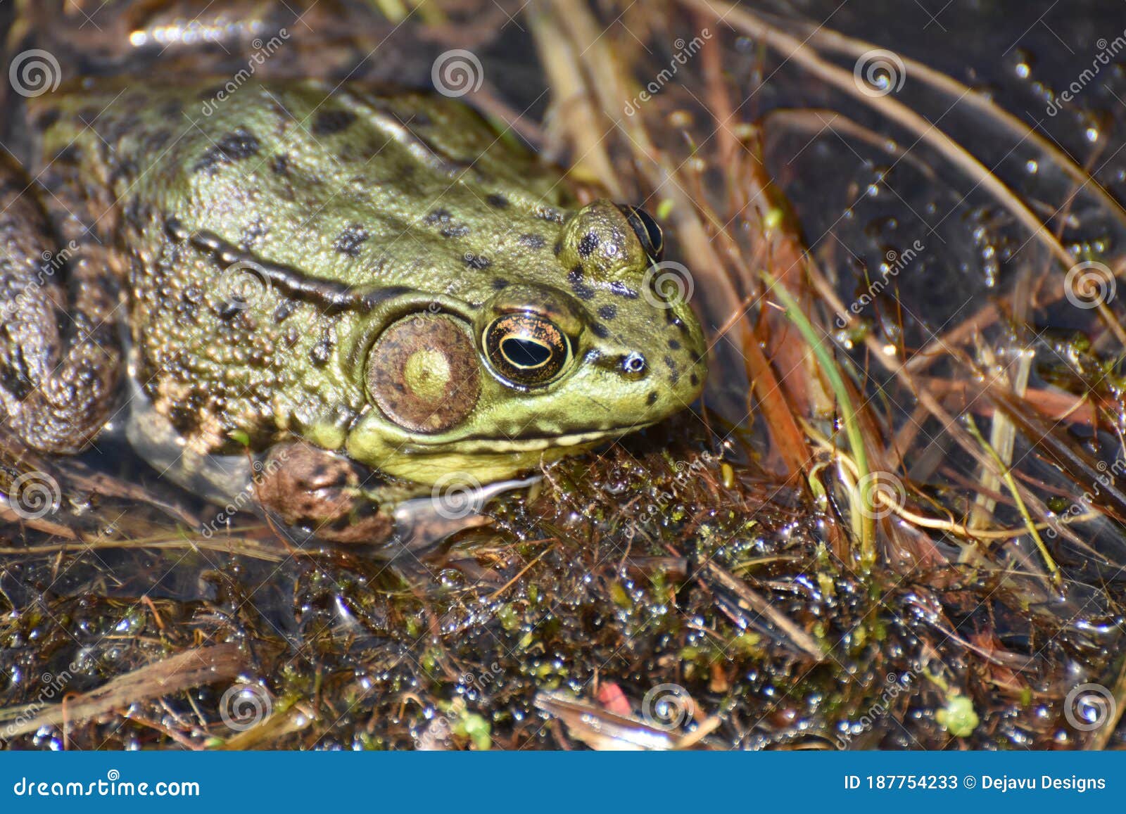 Really Close Up Look into the Face of a Toad Stock Image - Image of ...